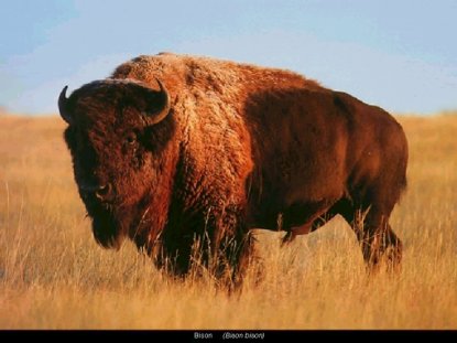 milenka: el bisonte